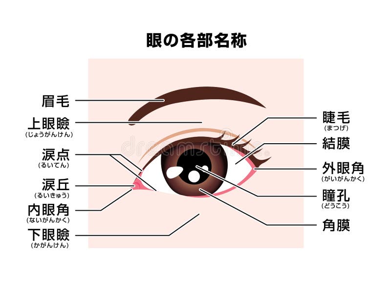 Structure of Human Eye Names of Parts Vector Illustration Stock Vector ... Structure of Human Eye Names of Parts Vector Illustration Stock Vector ...