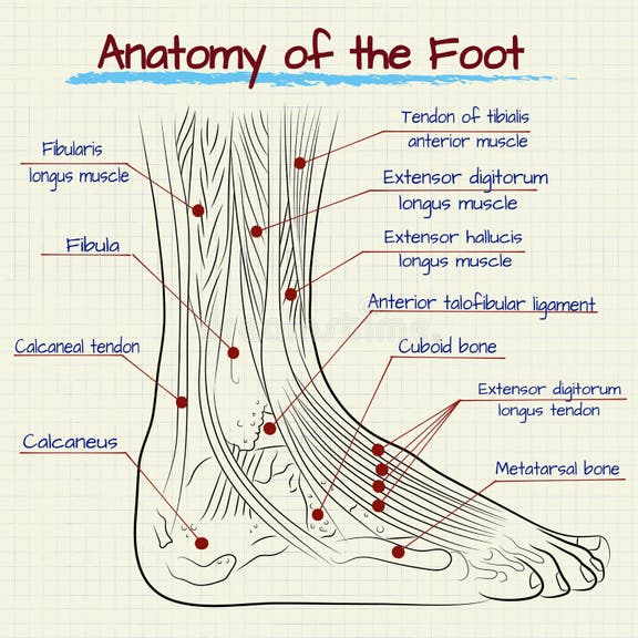 Human Foot Muscles Anatomy Stock Illustrations – 492 Human Foot Muscles ...