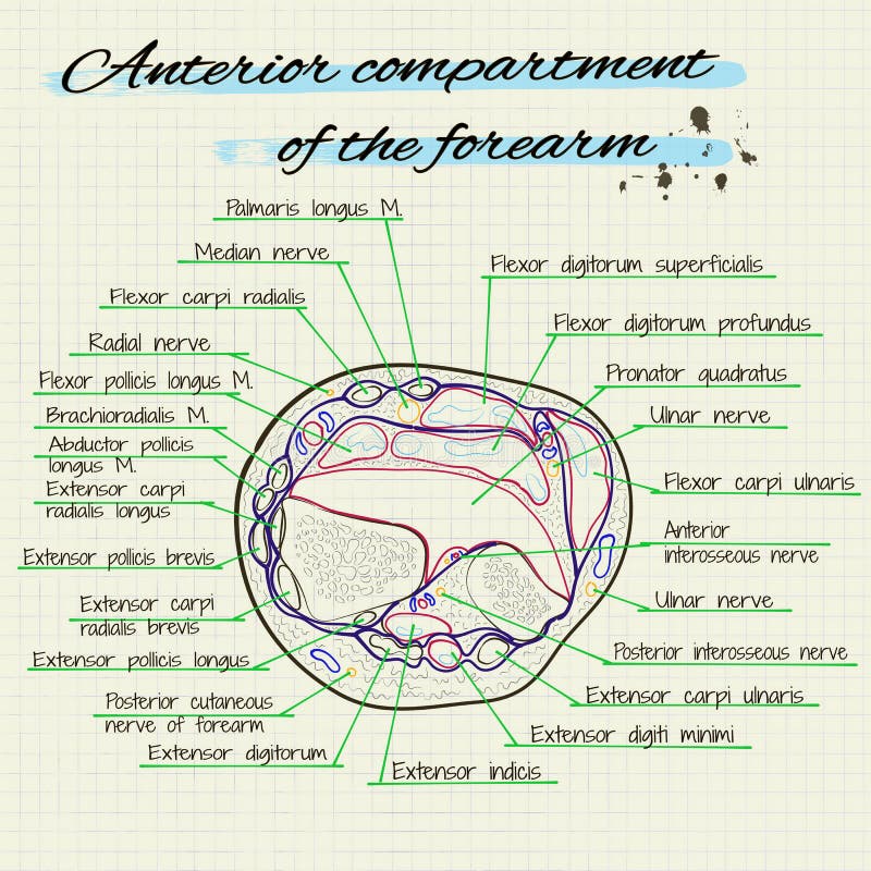 Structure of the Human Forearm Stock Vector - Illustration of muscles ...