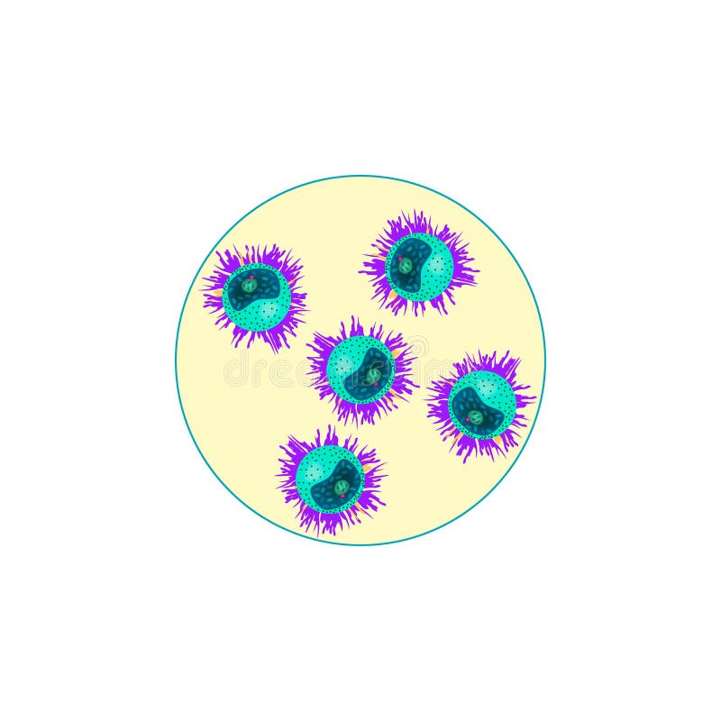 Structure of Human Gametes Egg and Sperm Vector Illustration Stock ...