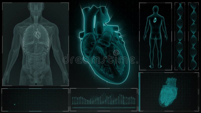 Structure of Human Heart with Internal Chambers while Pumping Stock ...
