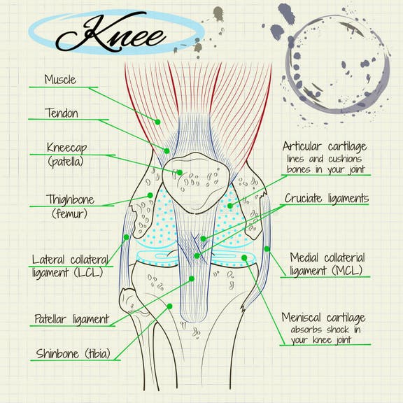 Knee Drawing Stock Illustrations – 6,968 Knee Drawing Stock ...