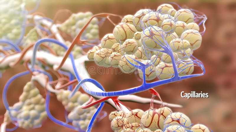 Cystic Fibrosis Lungs Stock Illustrations 569 Cystic Fibrosis Lungs