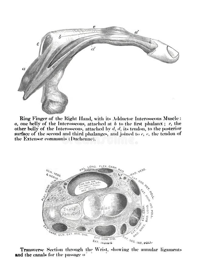 475 Transverse Section Stock Photos - Free & Royalty-Free Stock Photos ...