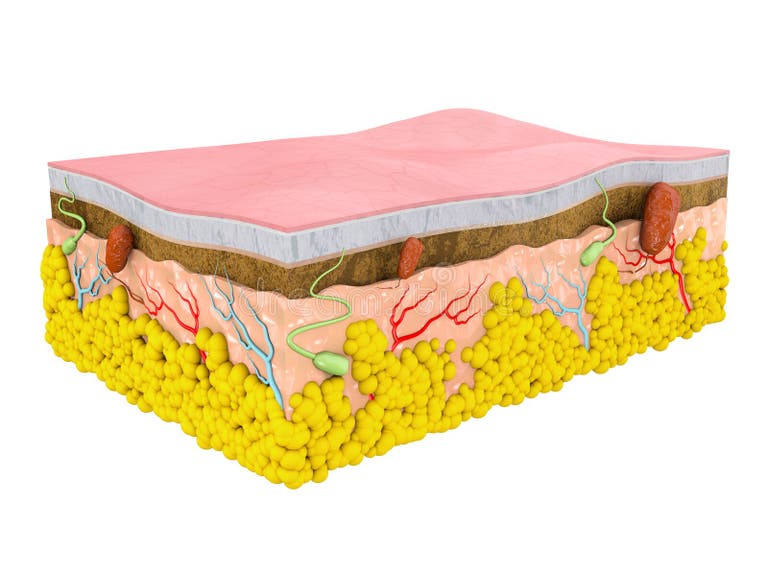 Fat Cells Layers Stock Illustrations – 179 Fat Cells Layers Stock ...