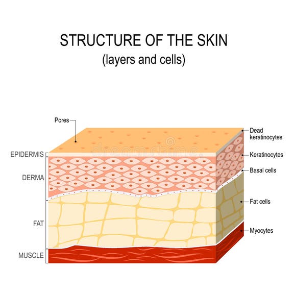 Fat Cells Layers Stock Illustrations – 179 Fat Cells Layers Stock ...