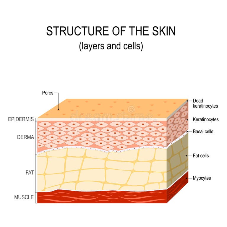 Fat Cells Layers Stock Illustrations – 179 Fat Cells Layers Stock ...