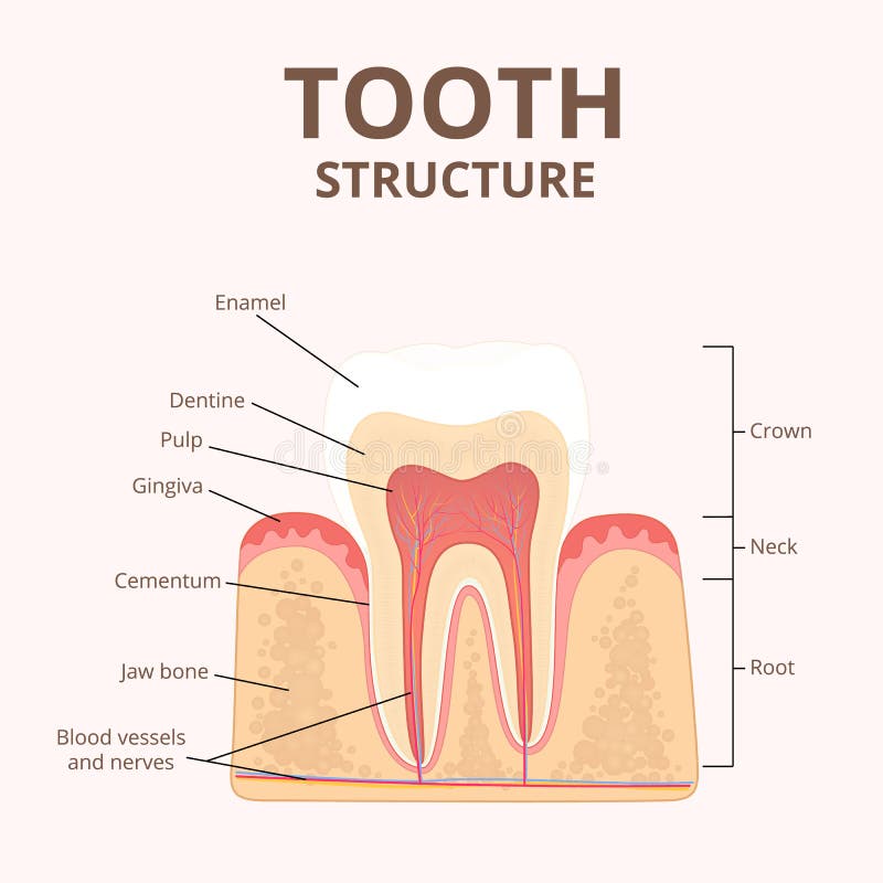 Structure of human teeth stock vector. Illustration of molar - 85598851