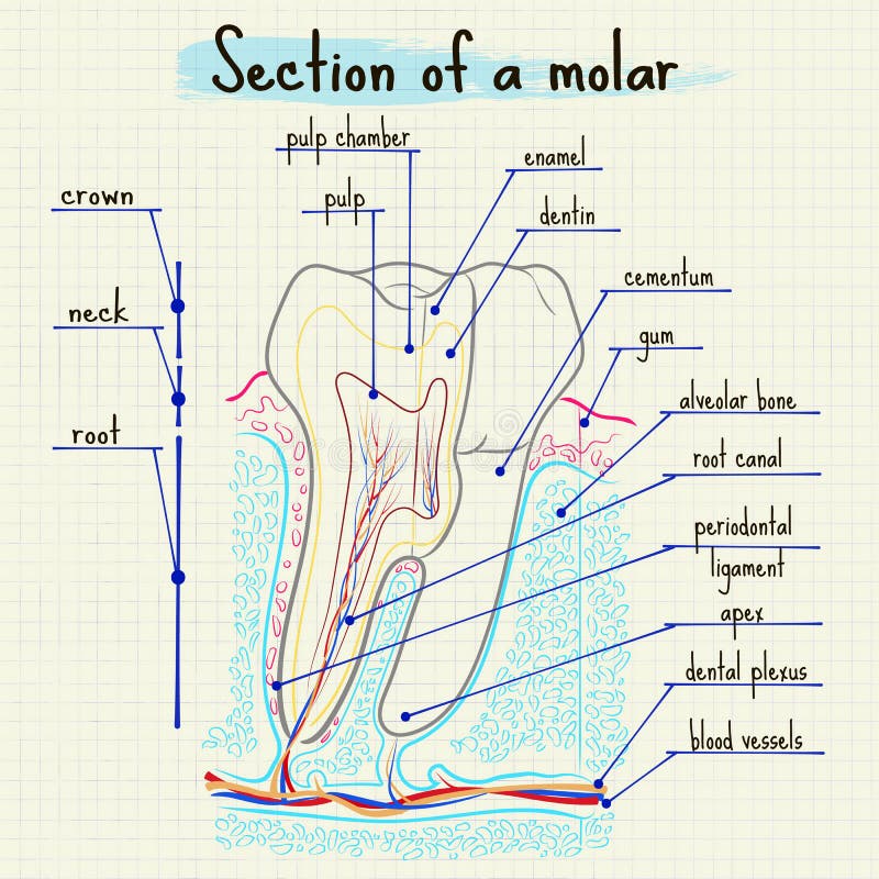 Teeth Anatomy Names