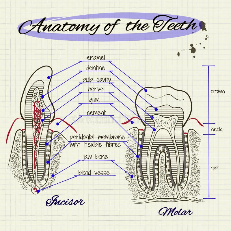 The Structure of Human Tooth Stock Vector - Illustration of paper ...