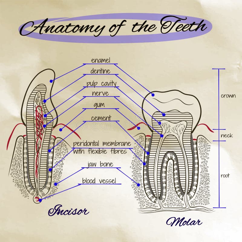 The Structure of Human Tooth Stock Vector - Illustration of gums, blood ...