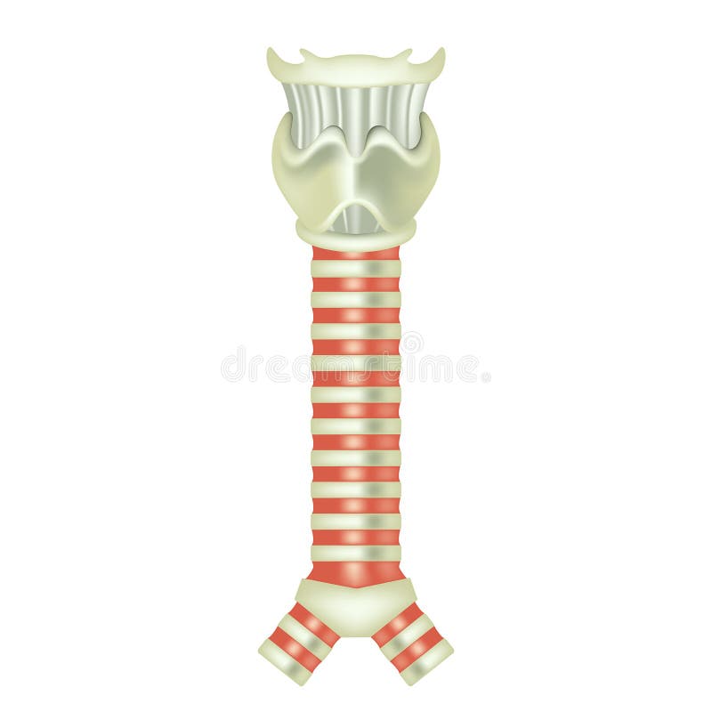 Human Trachea Airway Tube Medical Diagram Icon Stock Vector ...