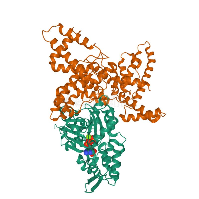 Structure Of Human Vitamin D Binding Protein Brown In Complex With Skeletal Actin Green And Atp