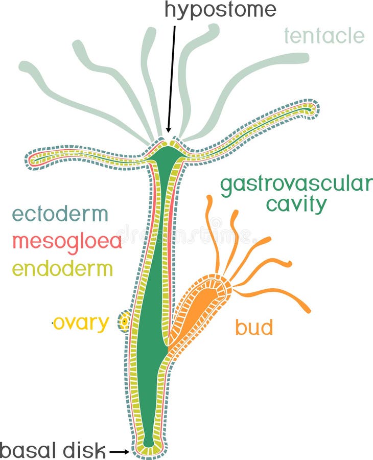 Structure of Hydra. Cross-section of Hydra Polyp Stock Vector ...