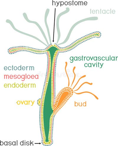 Structure of Hydra. Cross-section of Hydra Polyp Stock Vector ...