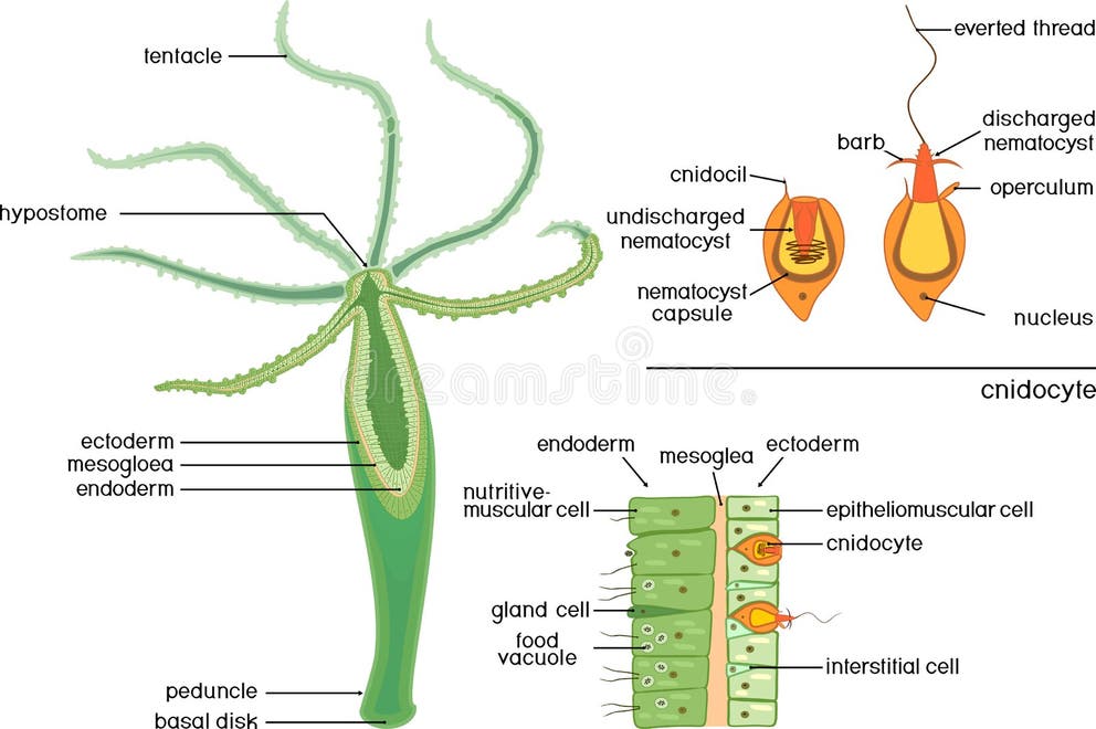 Cnidaria Structure Stock Illustrations – 54 Cnidaria Structure Stock ...