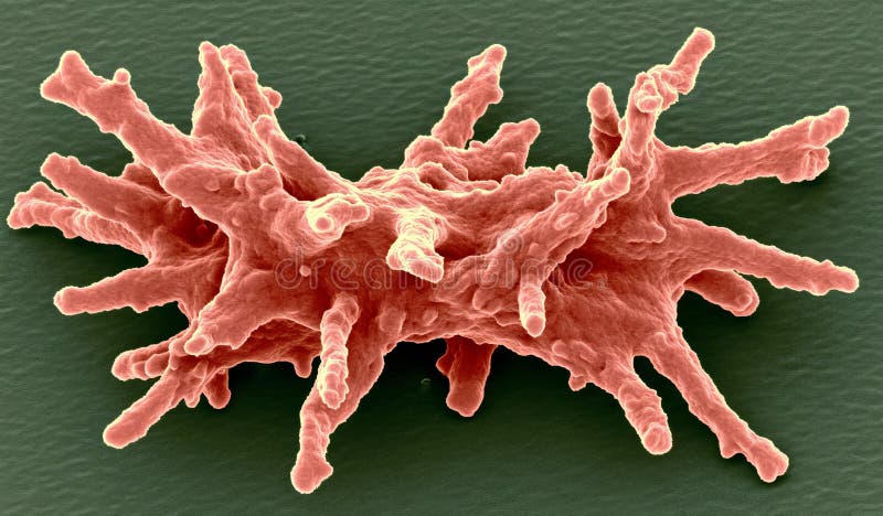 The Structure and Infection Process of the H1N1 Influenza Virus Strain ...