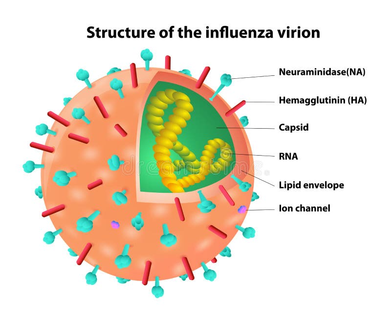 Common Cold Virus Structure