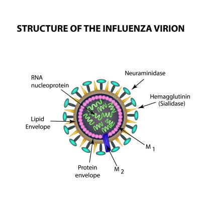 The Structure of the Influenza Virus. Infographics Stock Vector ...