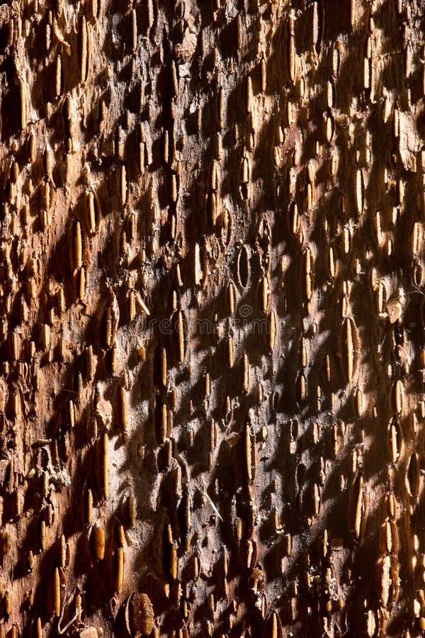 Structure on the Inside of a Tree`s Bark Stock Image - Image of ...