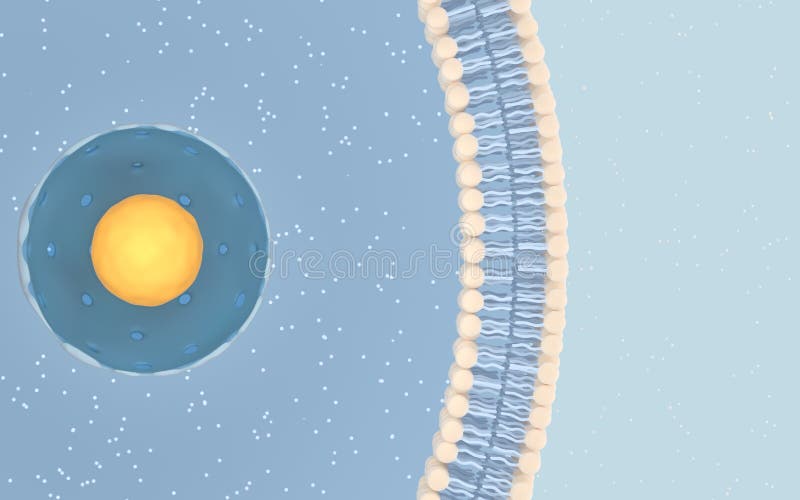 Structure D'une Cellule Animale Illustration de Vecteur - Illustration ... Structure D'une Cellule Animale Illustration de Vecteur - Illustration ...