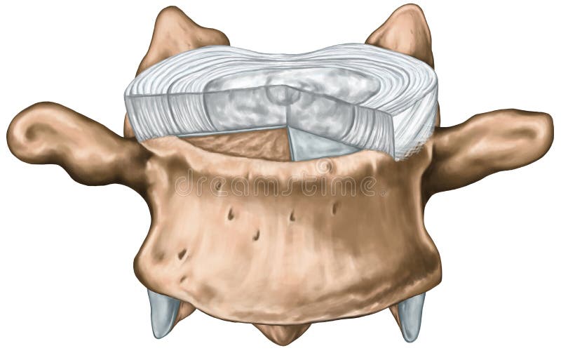 Structure of an Intervertebral Disk Segment Stock Illustration ... Structure of an Intervertebral Disk Segment Stock Illustration ...