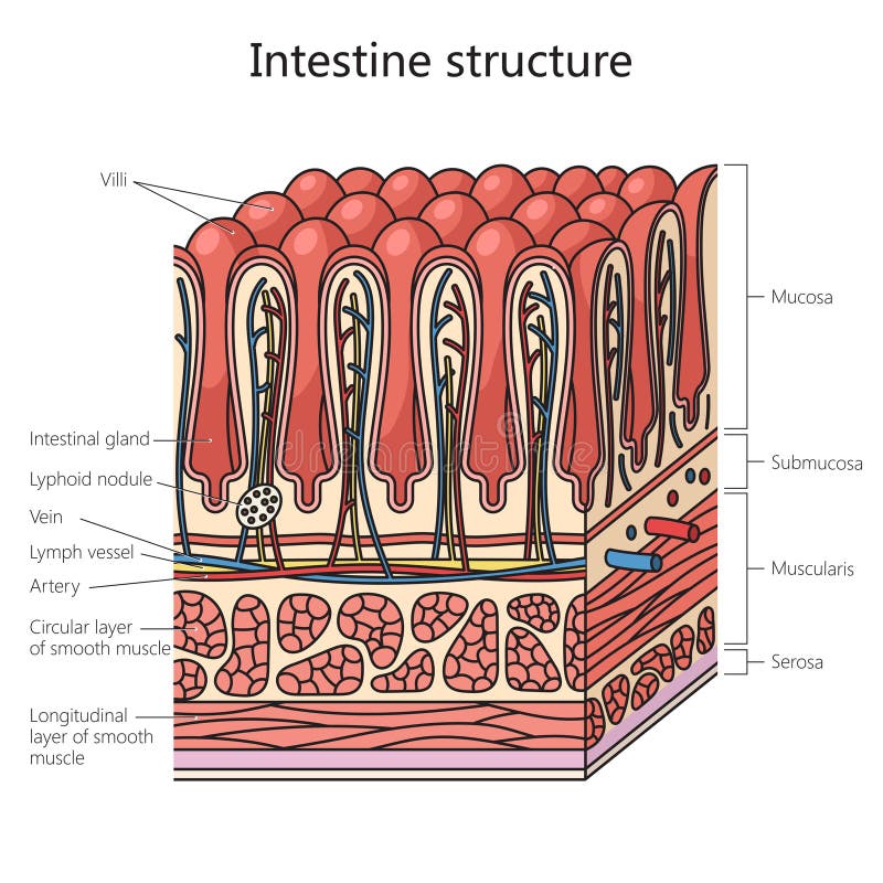 Structure Intestinal Wall Diagram Medical Science Stock Photo - Image ... Structure Intestinal Wall Diagram Medical Science Stock Photo - Image ...