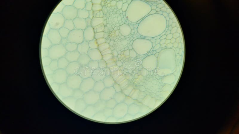 Structure of Iris Root, Microscopic Photography Stock Image - Image of ...