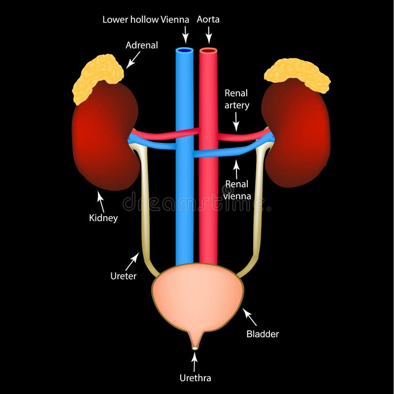Excretory System Vector Illustration Vectormine Excretory System Vector Illustration Vectormine