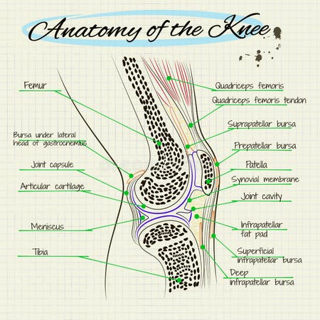 Knee Drawing Stock Illustrations – 6,558 Knee Drawing Stock ...