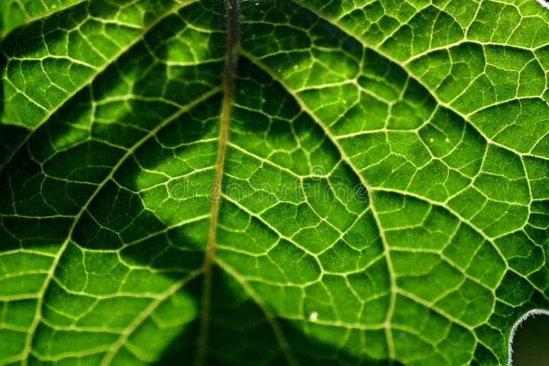Leaf venation stock photo. Image of background, natural - 17045554