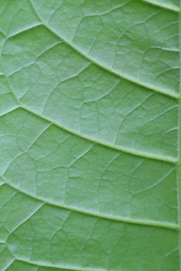 Structure of the Leaves, Leaf Pattern Background Stock Image - Image of ...