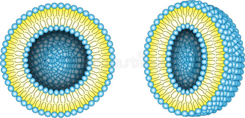 Structure of liposome stock vector. Illustration of bilayer - 232754374