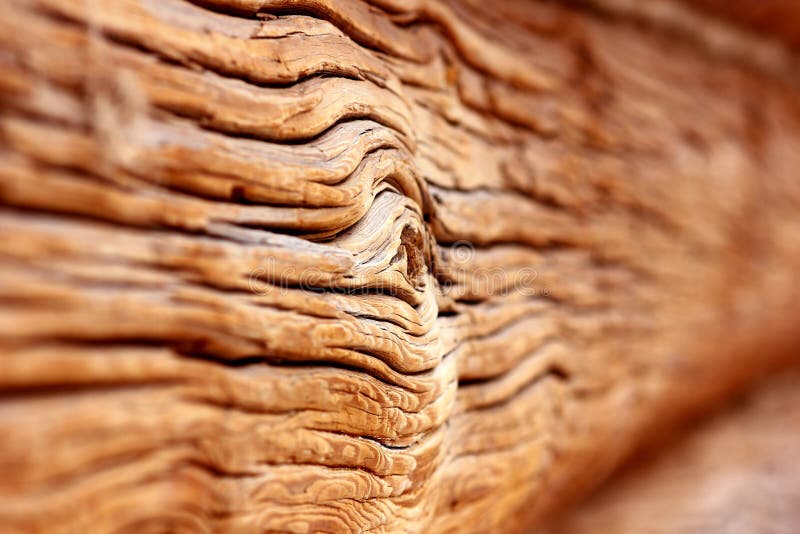 Expressive Structure of the Old Tree with Winding Cracks Stock Image ...