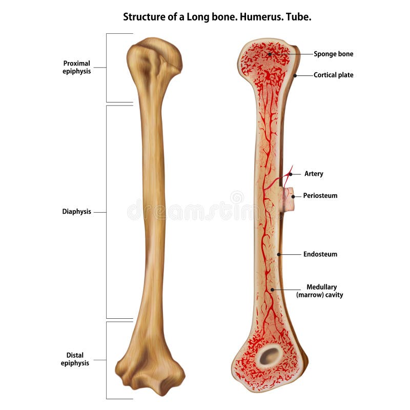 Bone Anatomy Labeled Diagram Stock Vector - Illustration of femur ...