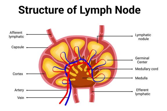 Structure of Lymph Node Diagram for Education Illustration Stock ...