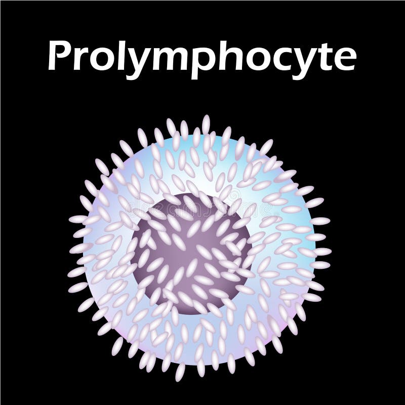 The Structure of the Lymphocyte. Lymphocytes Blood Cell. White Blood ...