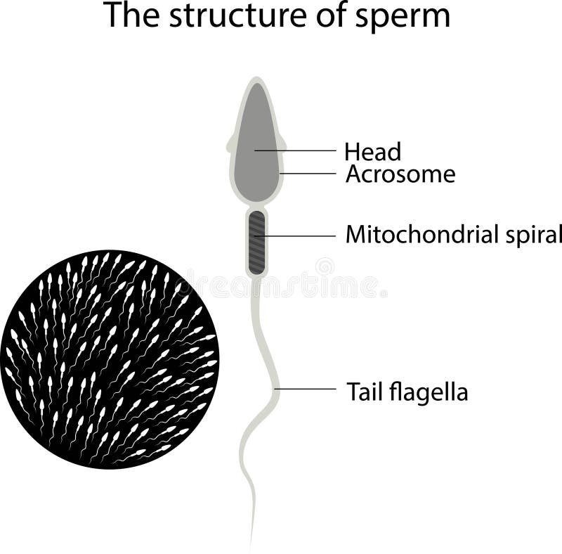 Fertilization Of The Egg Sperm Movement The Structure Of The Sperm