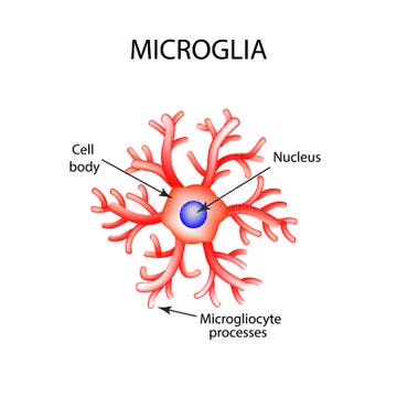 Microglia Cell Stock Illustrations – 129 Microglia Cell Stock ...