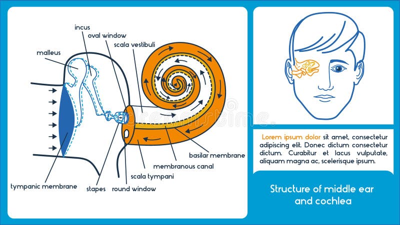 Structure of Middle Ear and Cochlea. Stock Vector - Illustration of ...