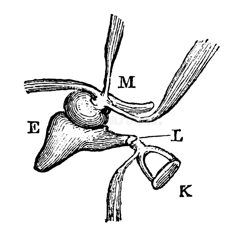 Ear Nerves Stock Illustrations – 170 Ear Nerves Stock Illustrations ...