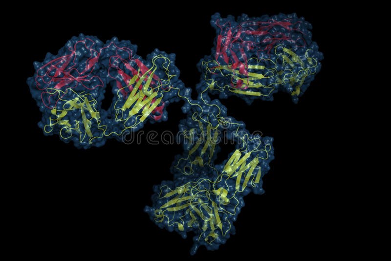 Structure of a Monoclonal Antibody Stock Illustration - Illustration of ...