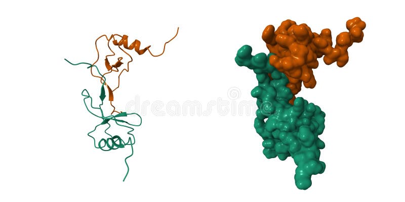 Structure of the Monocyte Chemoattractant Protein-1 (MCP-1) Dimer ...