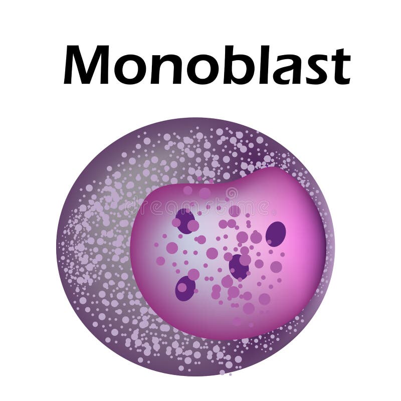 The Structure of the Monocyte. Monocytes Blood Cell. White Blood Cell ...
