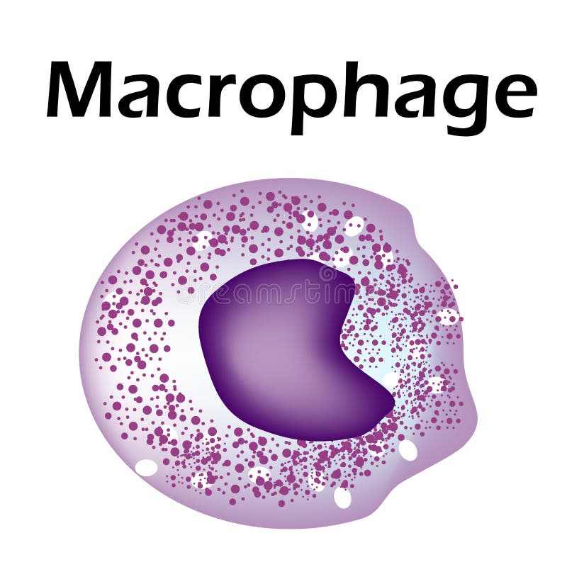 The Structure of the Monocyte. Monocytes Blood Cell. Macrophage. White ...