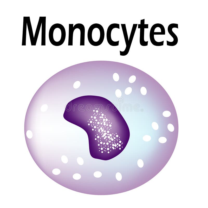 The Structure of the Monocyte. Monocytes Blood Cell. White Blood Cell ...