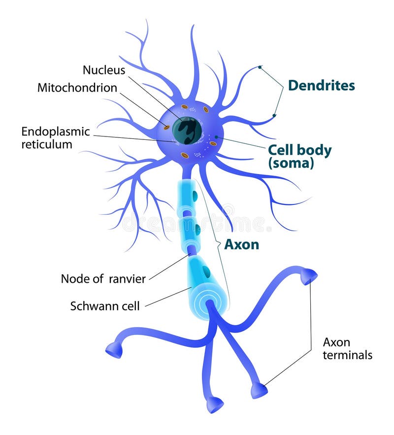 Difference between axon and dendrite - kitstews Difference between axon and dendrite - kitstews