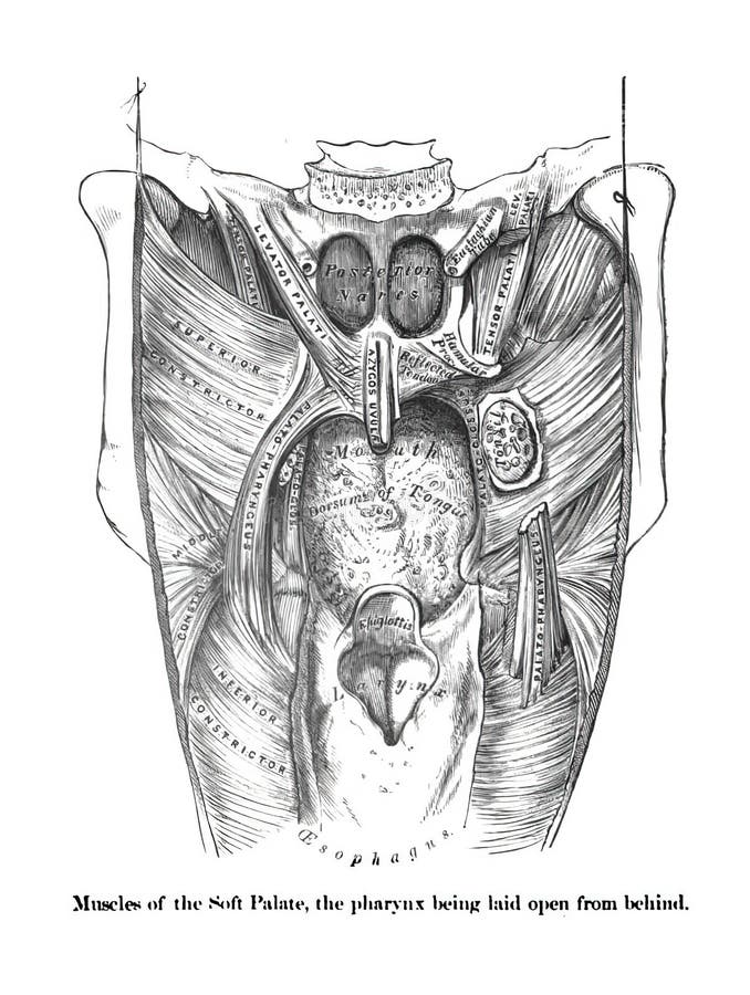 Structure of Muscles of the Soft Palate from an Atlas of Human Anatomy ...