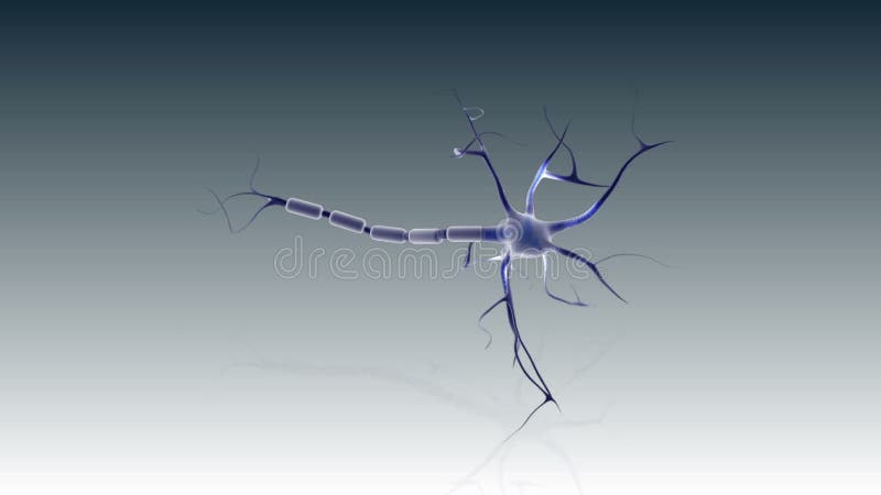 Neuron Transmitting Nerve Impulse in the Brain As a 3d Rendering Stock ...