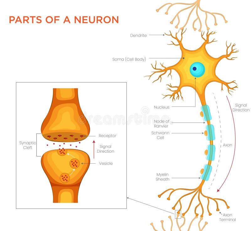 Structure of a Neuron Understanding the Key Parts in a Neuron Diagram ... Structure of a Neuron Understanding the Key Parts in a Neuron Diagram ...